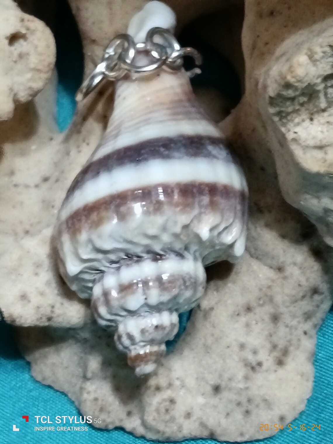 King Crown Conch (king Conch) Shell Pendant. - Etsy