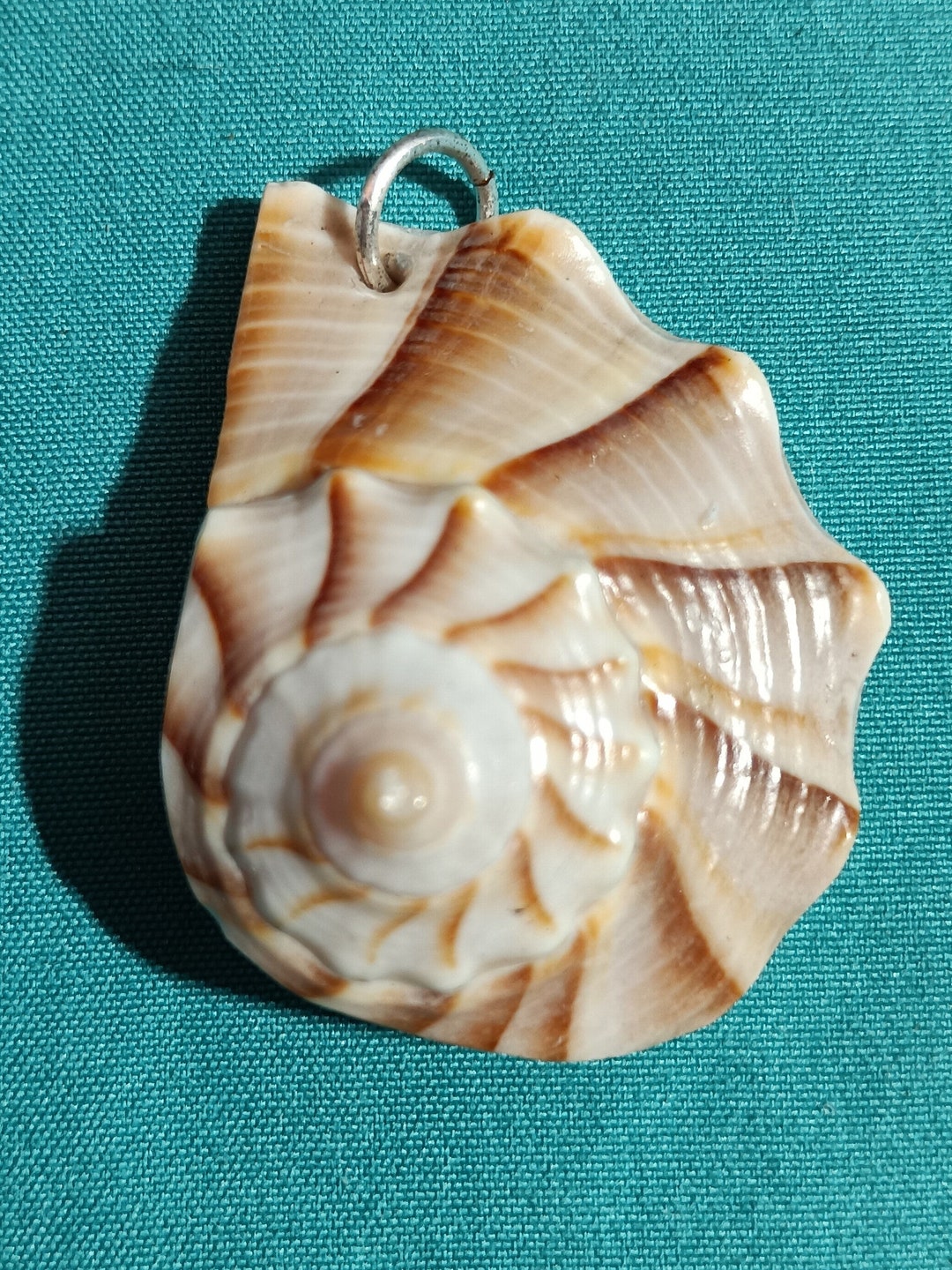 Gulf Lightening Whelk Shell Pendant. - Etsy