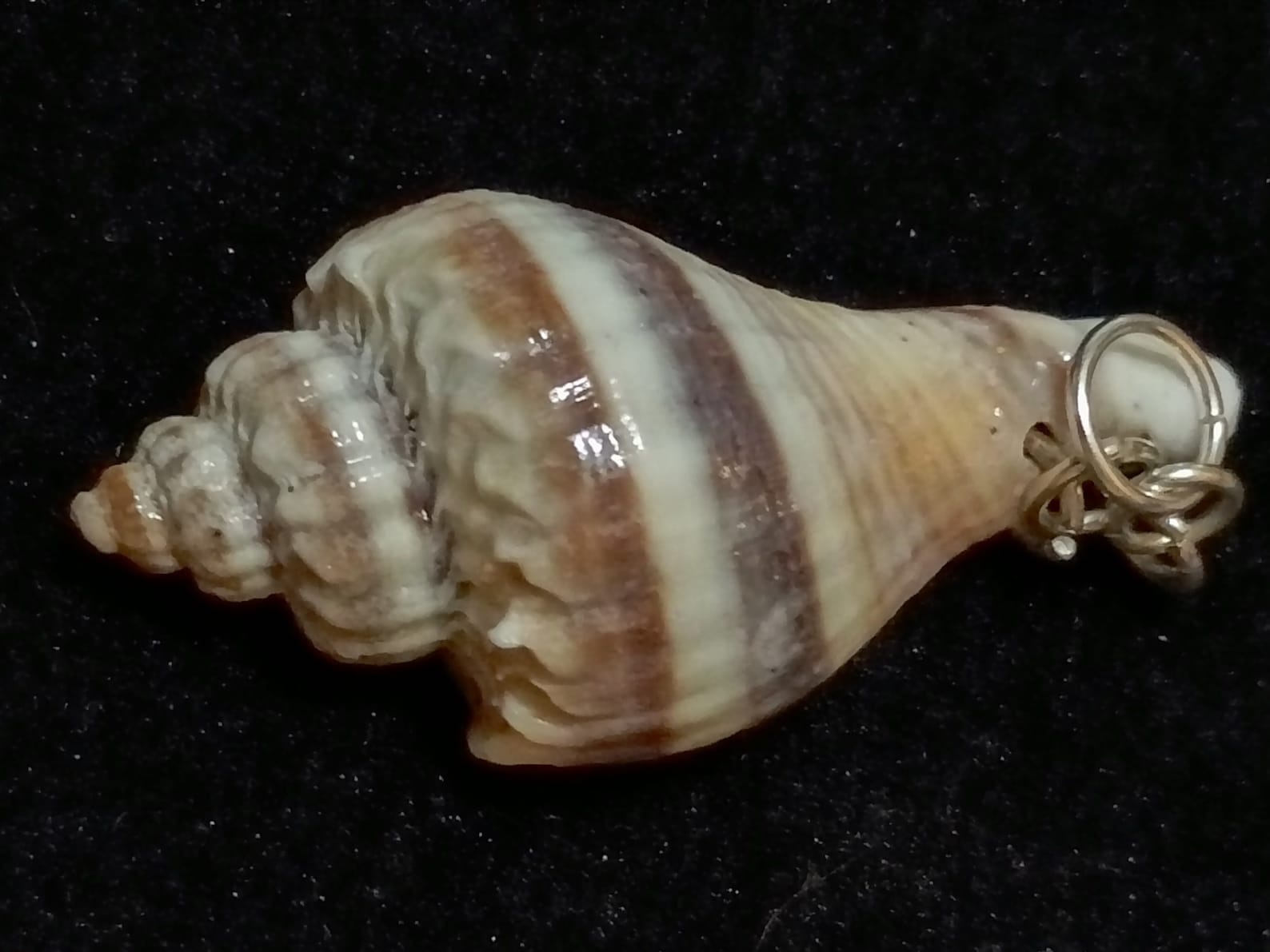 King Crown Conch (king Conch) Shell Pendant. - Etsy