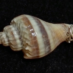 King Crown Conch (king Conch) Shell Pendant. - Etsy