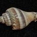 King Crown Conch (king Conch) Shell Pendant. - Etsy