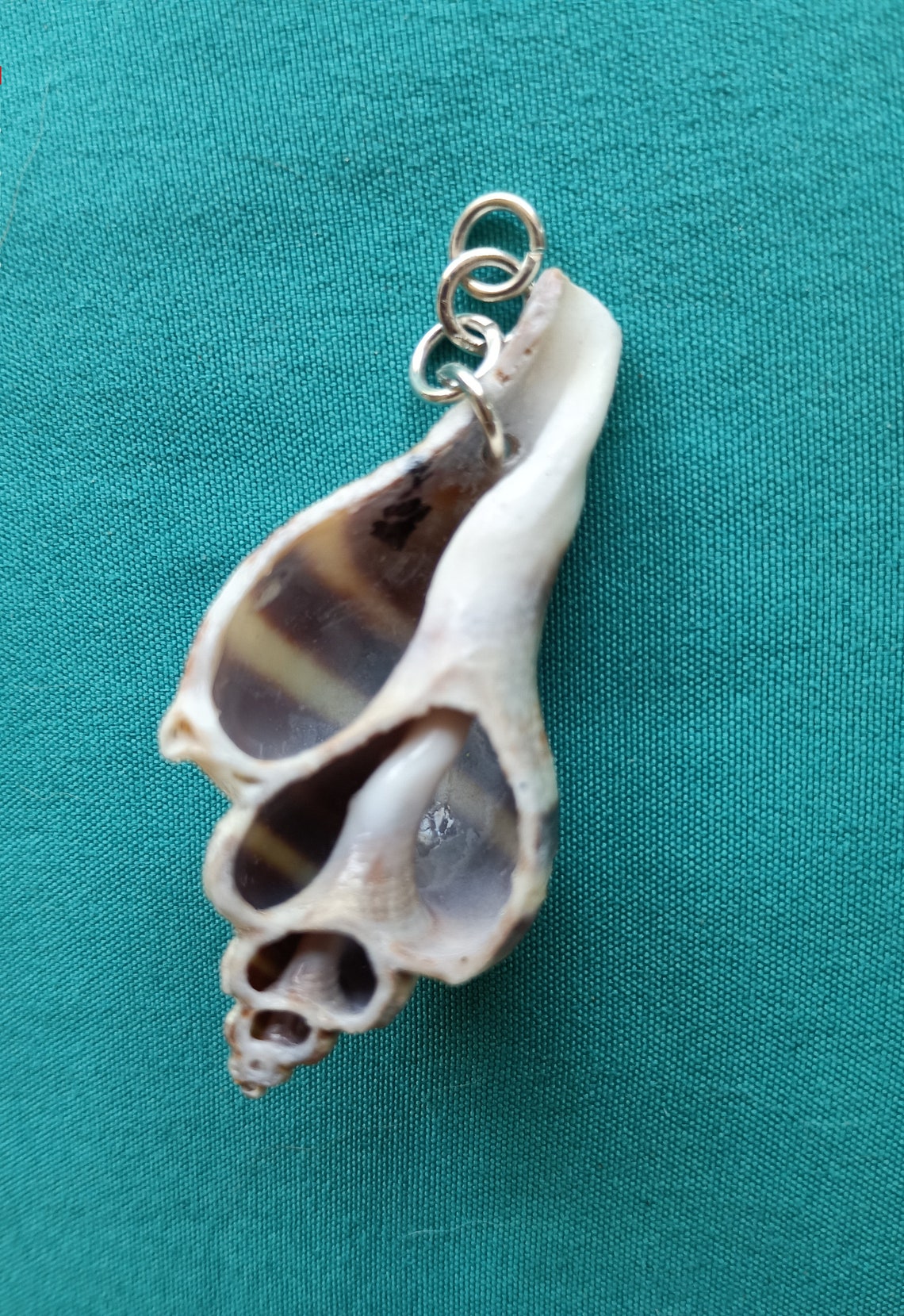 King Crown Conch (king Conch) Shell Pendant. - Etsy