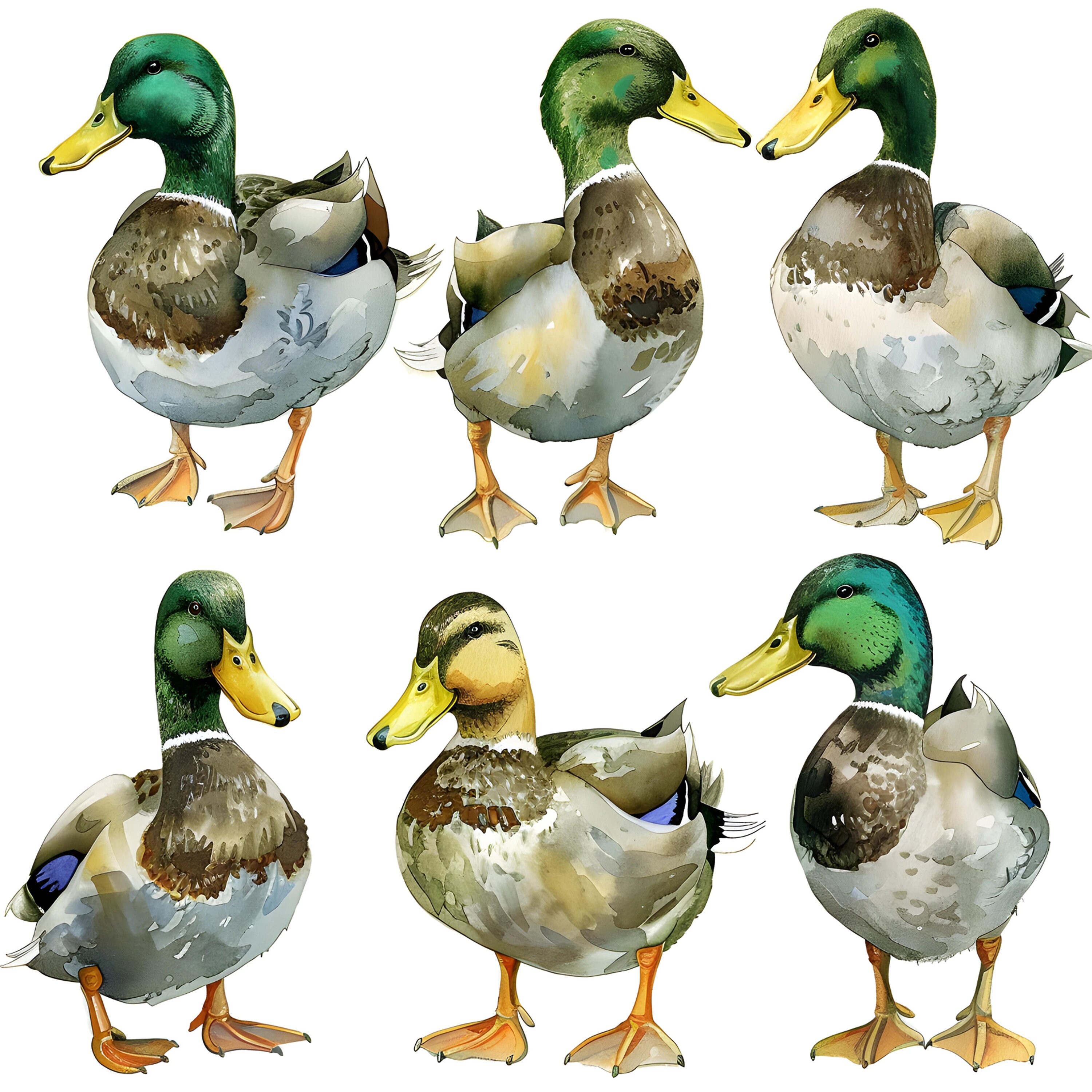 Woodland Ducks Clipart, Watercolor Forest Animals, Wild Woodland Ducks ...
