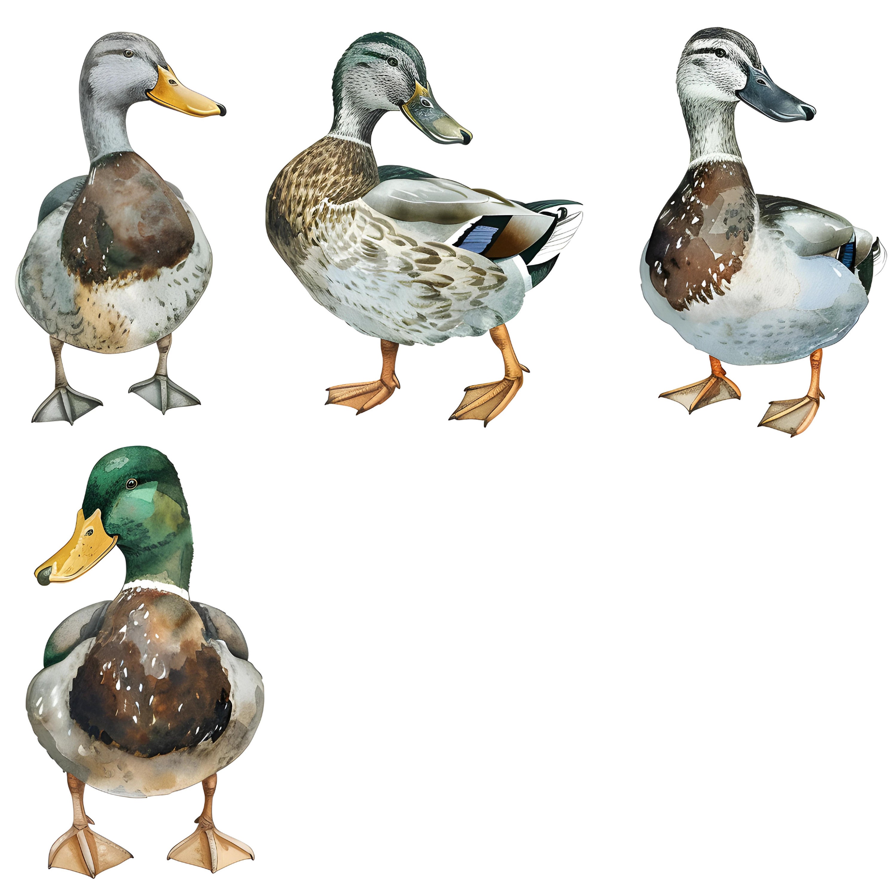 Woodland Ducks Clipart, Watercolor Forest Animals, Wild Woodland Ducks ...