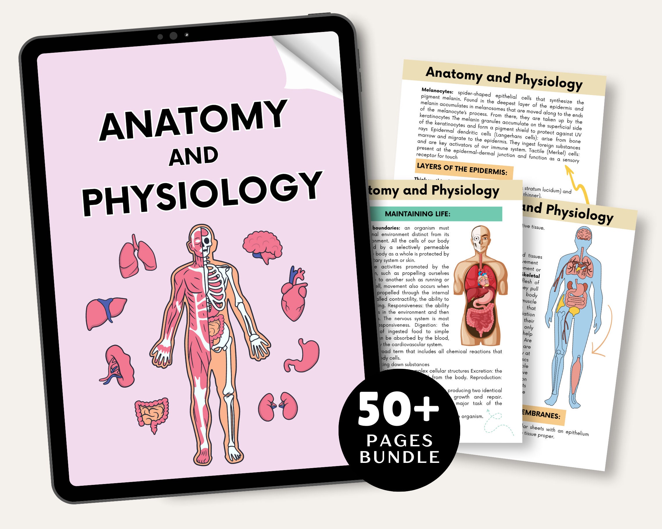 Anatomy & Physiology Study Guide 2024-25: Nursing Notes Bundle (digital ...