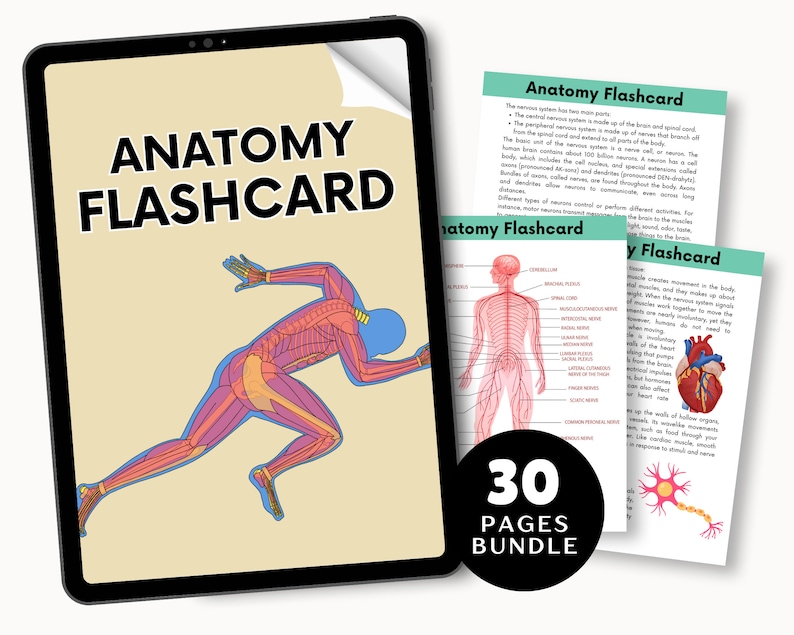 Anatomy Flashcards | 60+pages | Nursing School Notes | Anatomy Study ...