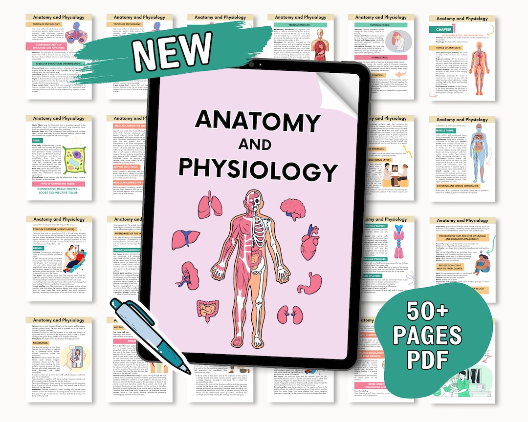 Anatomy & Physiology Study Guide 2024-25: Nursing Notes Bundle (digital ...