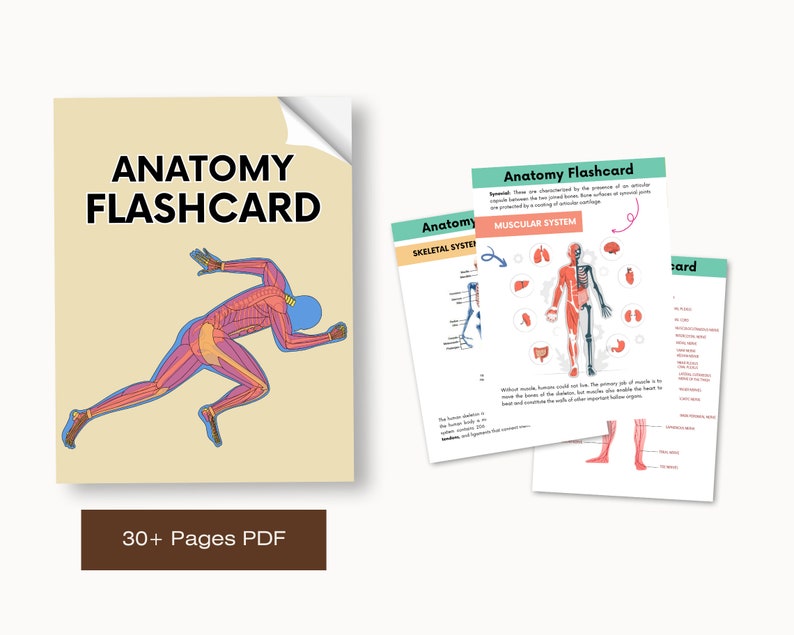 Anatomy Flashcards | 60+pages | Nursing School Notes | Anatomy Study ...