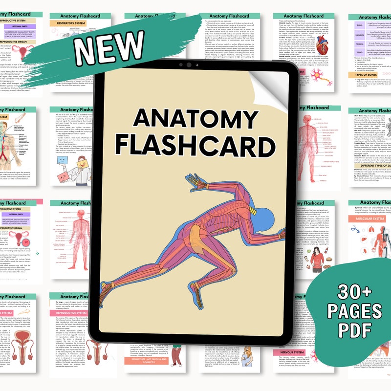 Anatomy Flashcards - Etsy