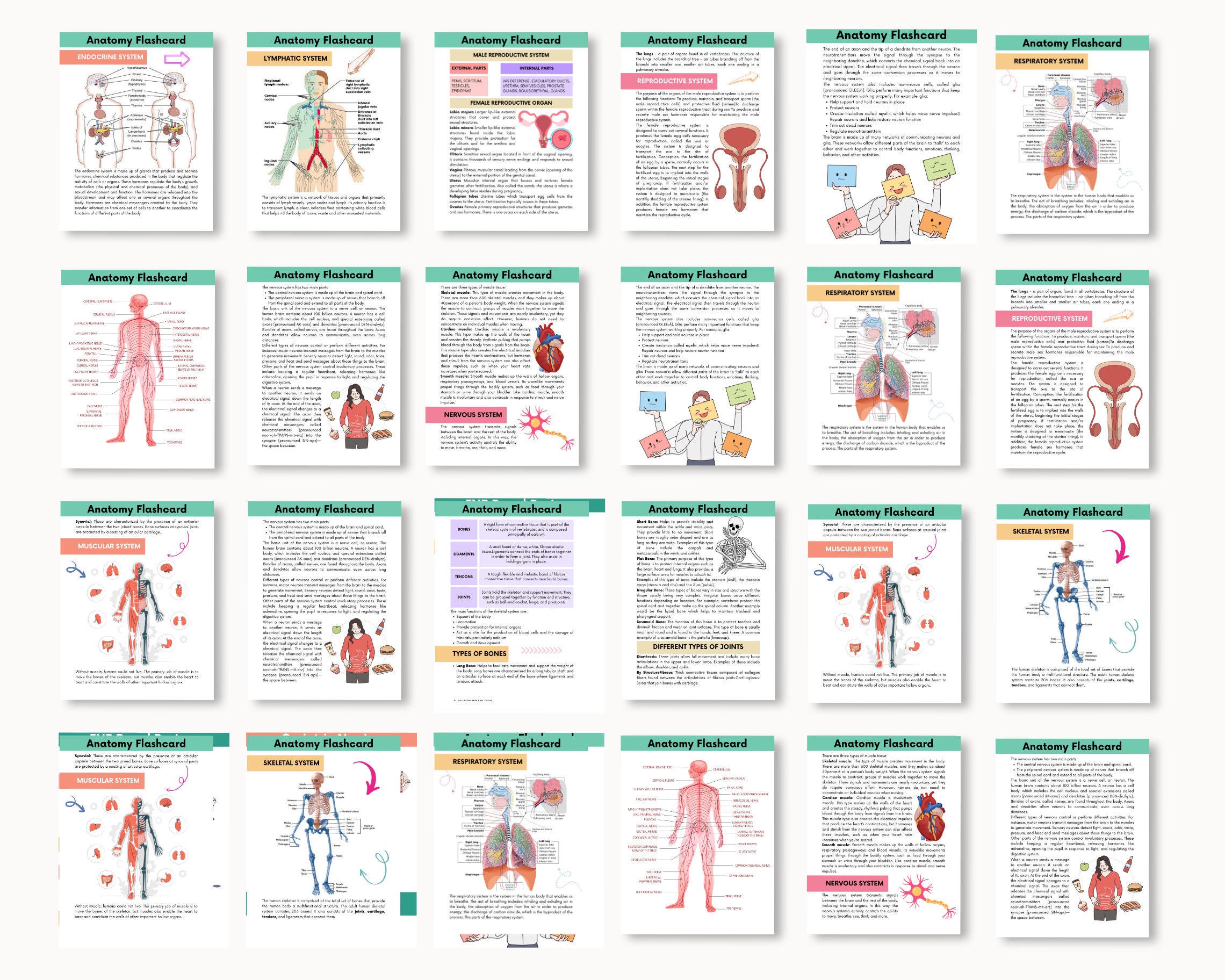 Anatomy Flashcards | 60+pages | Nursing School Notes | Anatomy Study ...