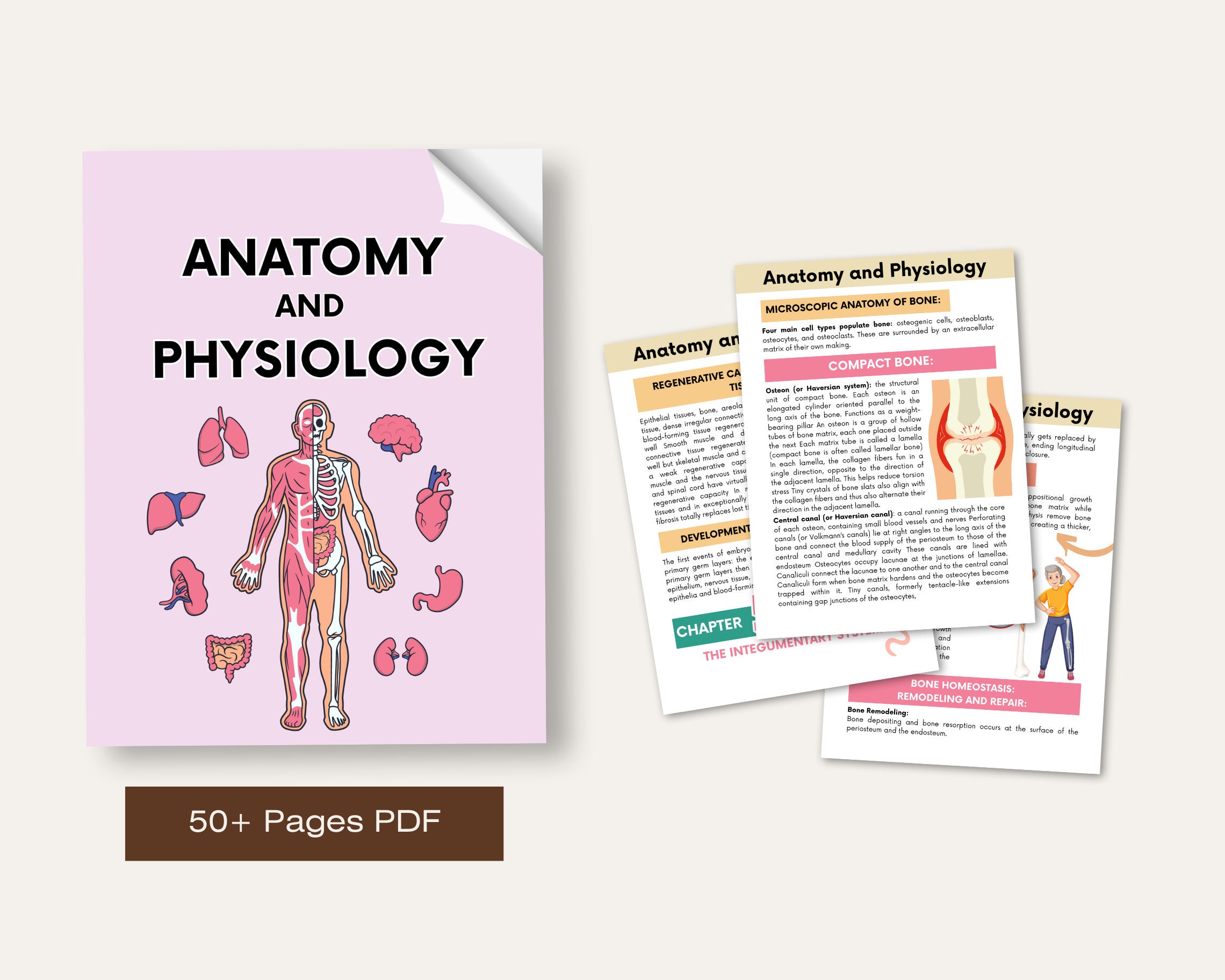 Anatomy Physiology Study Guide 2024, Physiology Notes, Anatomy Notes ...