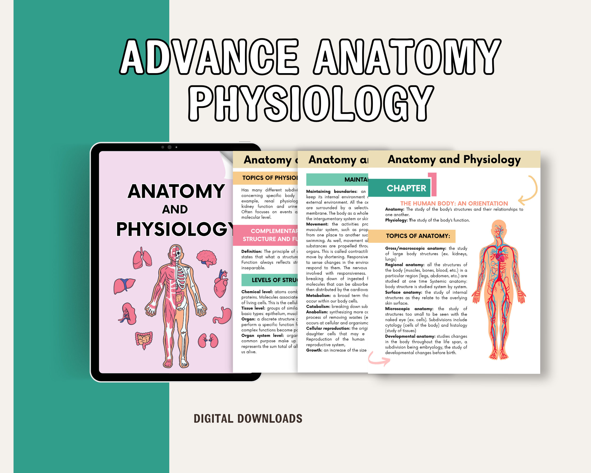 Anatomy Physiology Study Guide 2024, Physiology Notes, Anatomy Notes ...