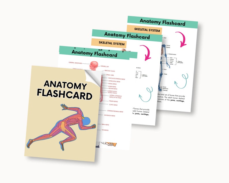 Anatomy & Physiology Flashcards: Nursing School Study Guide (PDF) - Etsy