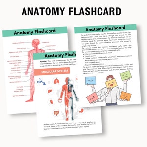 Anatomy Flashcards | 60+pages | Nursing School Notes | Anatomy Study ...