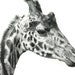 Giraffe Wildlife Art Print - Graphite Fine Art - Etsy