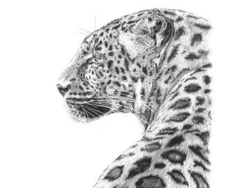 Leopard Cub Wildlife Art Print - Graphite Fine Art - Etsy
