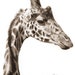 Giraffe Wildlife Art Print - Graphite Fine Art - Etsy