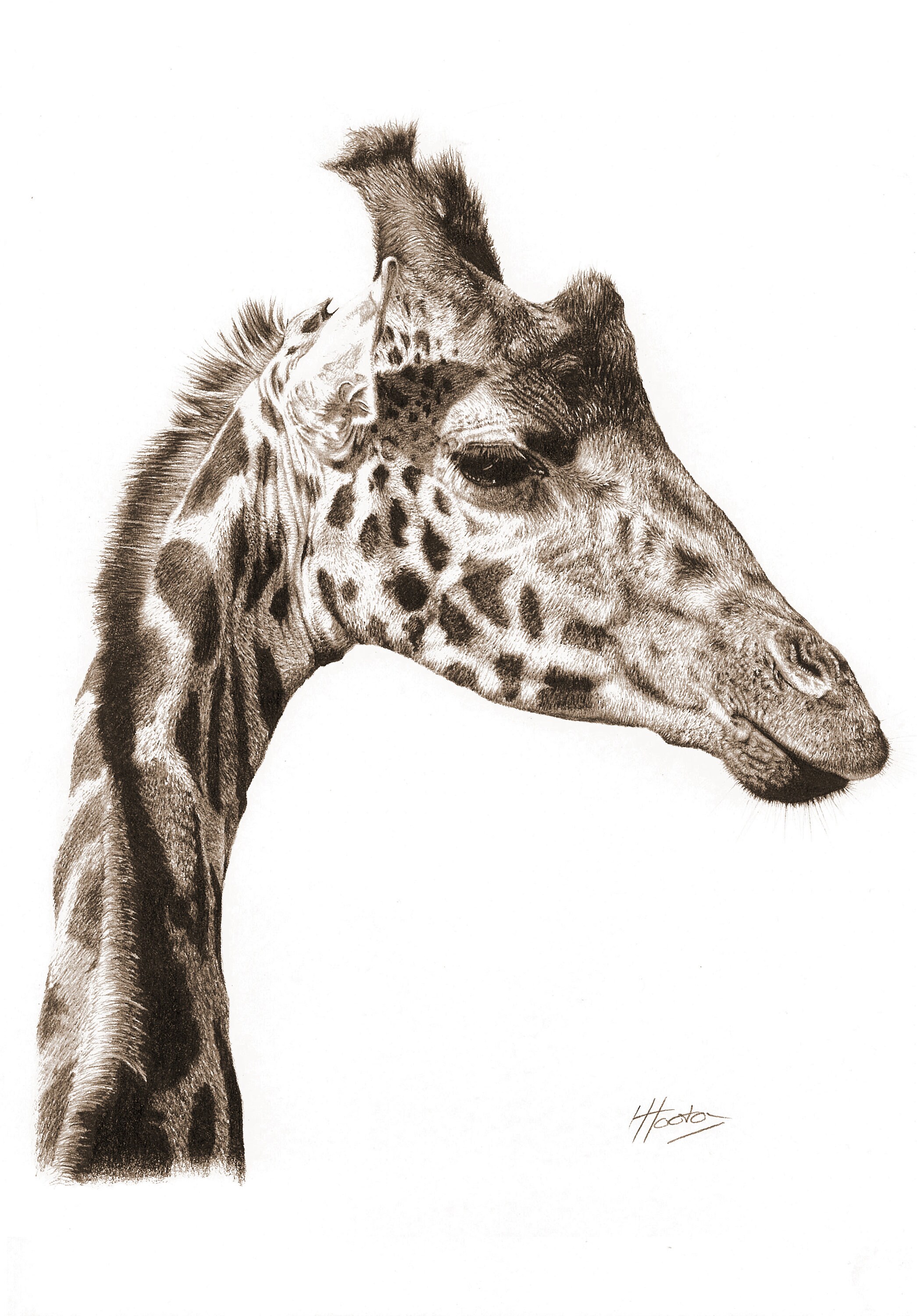 Giraffe Wildlife Art Print - Graphite Fine Art - Etsy