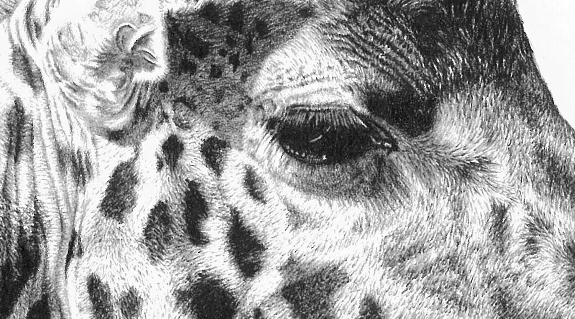 Giraffe Wildlife Art Print - Graphite Fine Art - Etsy