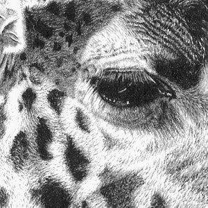 Giraffe Wildlife Art Print - Graphite Fine Art - Etsy