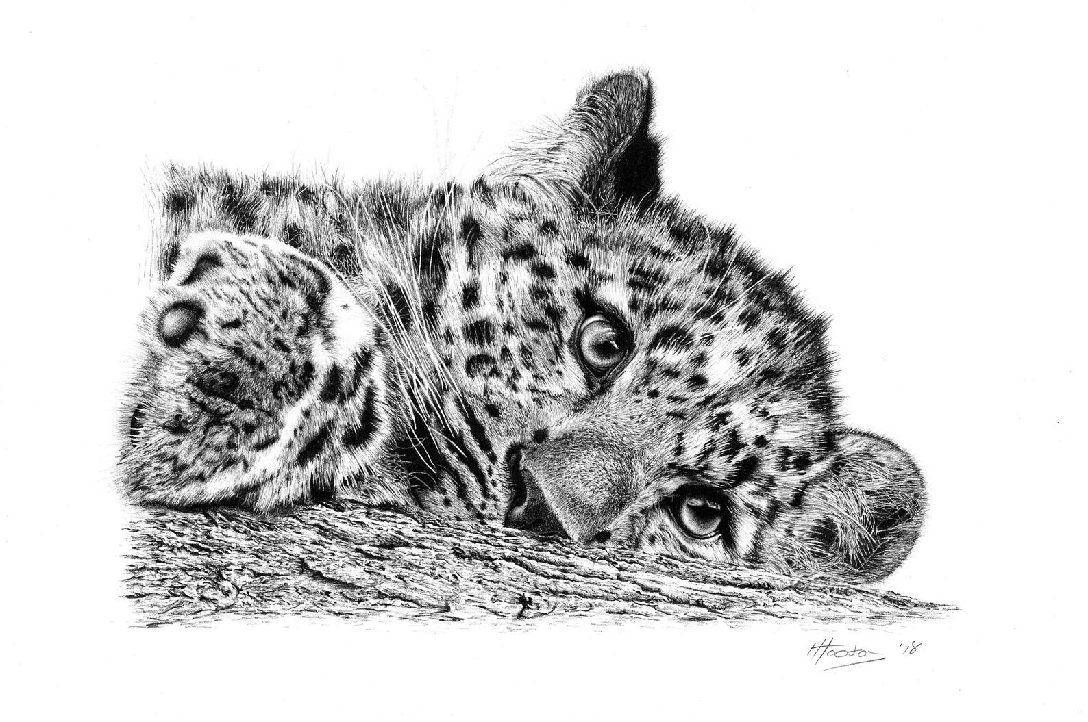 Leopard Cub Wildlife Art Print - Graphite Fine Art - Etsy