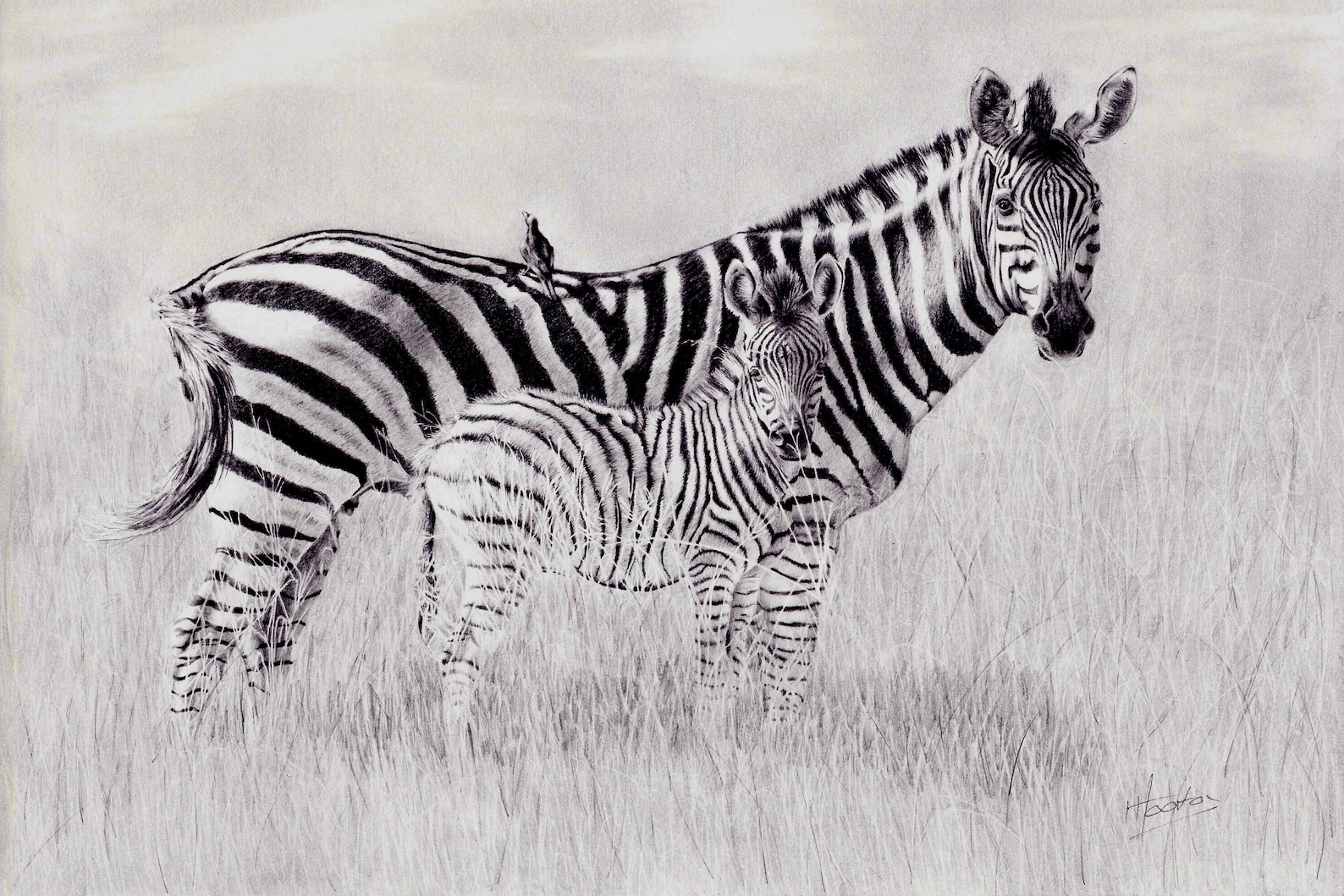 Zebra Mare and Foal Wildlife Art Print - Graphite Fine Art - Etsy