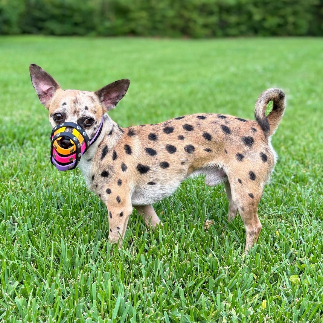 Custom Muzzle for Small & XS Dogs – Lightweight, Soft, and Adjustable ...