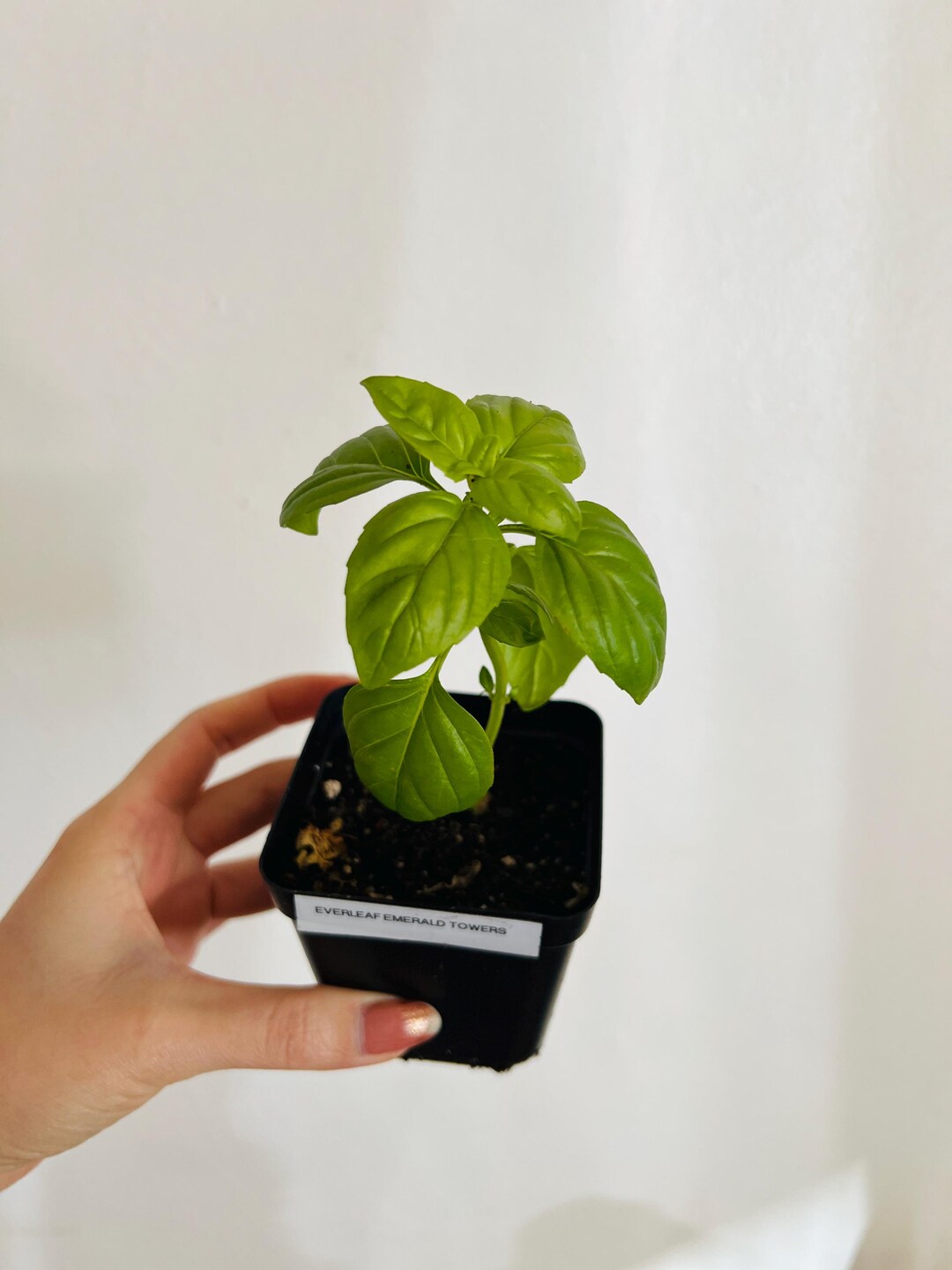Everleaf Emerald Towers Basil 2.5" Pot - Etsy