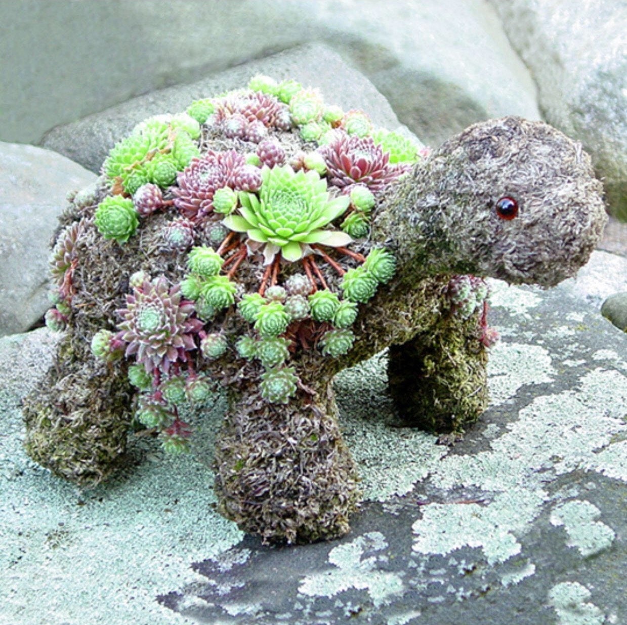 Whimsical Succulent Turtle Topiary DIY Kit! *NEW* (FREE Shipping) - Etsy