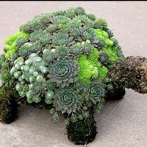 Whimsical Succulent Turtle Topiary DIY Kit! *NEW* (FREE Shipping) - Etsy