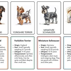 36 Different Dog Breeds, Educational Flashcards With Characteristics ...