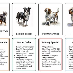36 Different Dog Breeds, Educational Flashcards With Characteristics ...