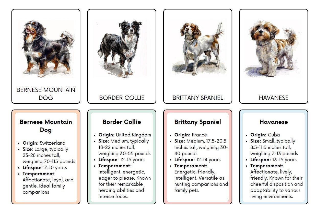 36 Different Dog Breeds, Educational Flashcards With Characteristics ...