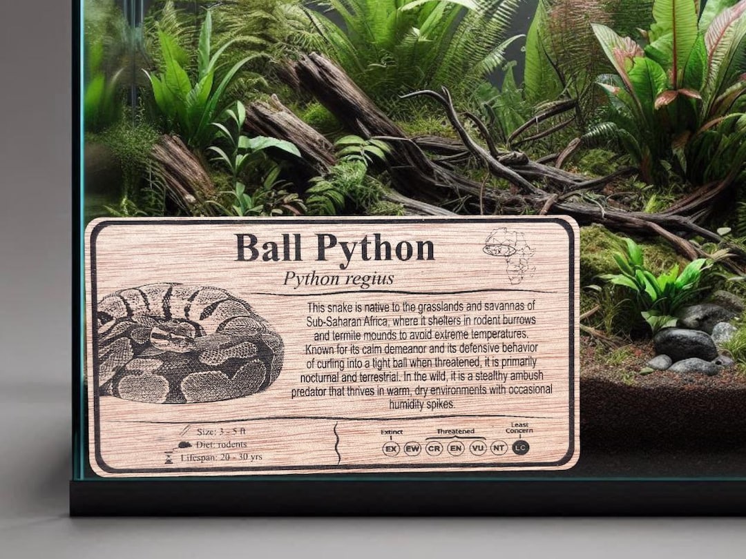 Personalized Ball Python Wooden Species Plaque | Any Species | Custom ...