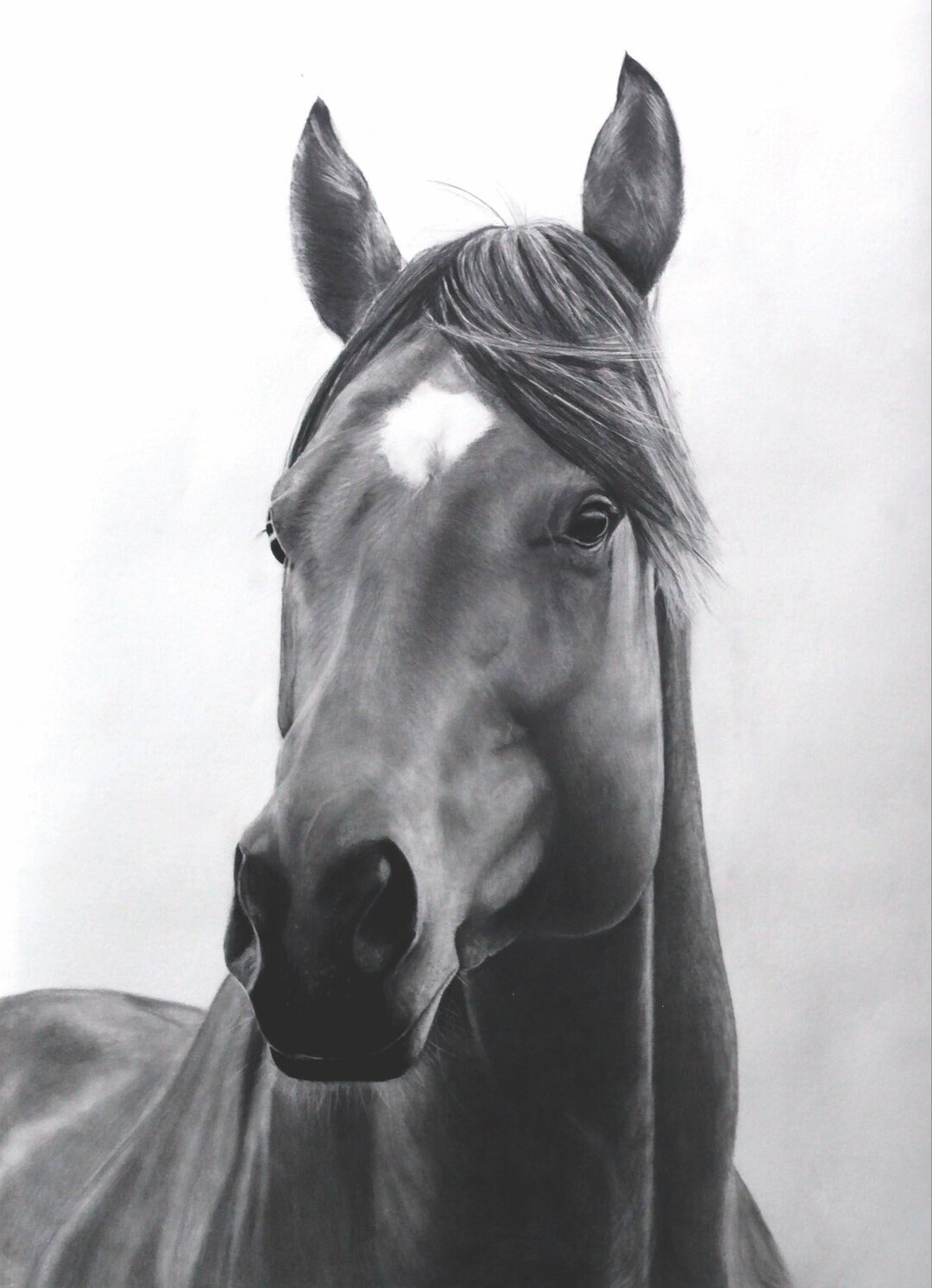 Horse Graphite Drawing - Realism Fine Art Print - Etsy