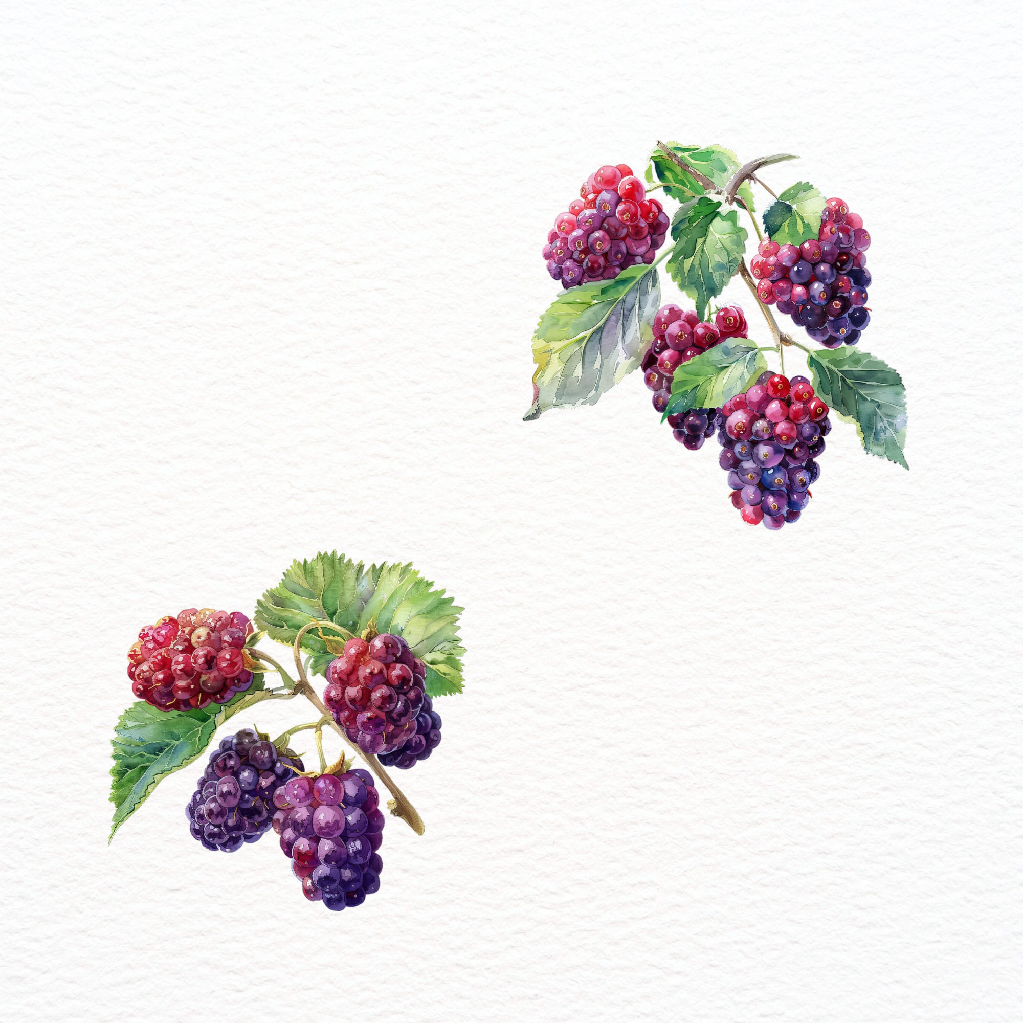 Berries Watercolor Clipart, Berries Clipart, Printable Watercolor ...