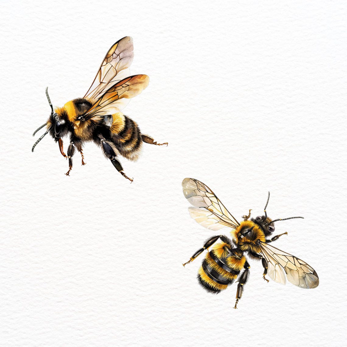 16 Honey Bees Clipart, Bees Clipart , Printable Watercolor Clipart ...