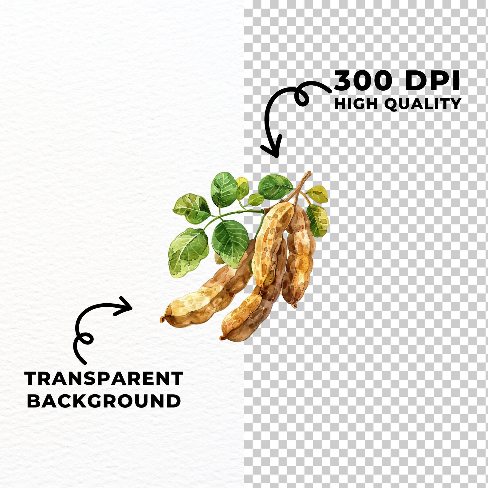 Watercolor Tamarind Clipart, Spicy Food Clipart, Clipart Clipart ...