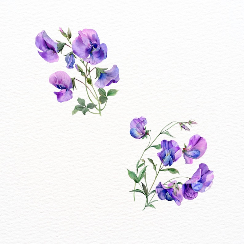 10 Sweet Pea Clipart, Floral Clipart, Watercolour Flower Clipart ...