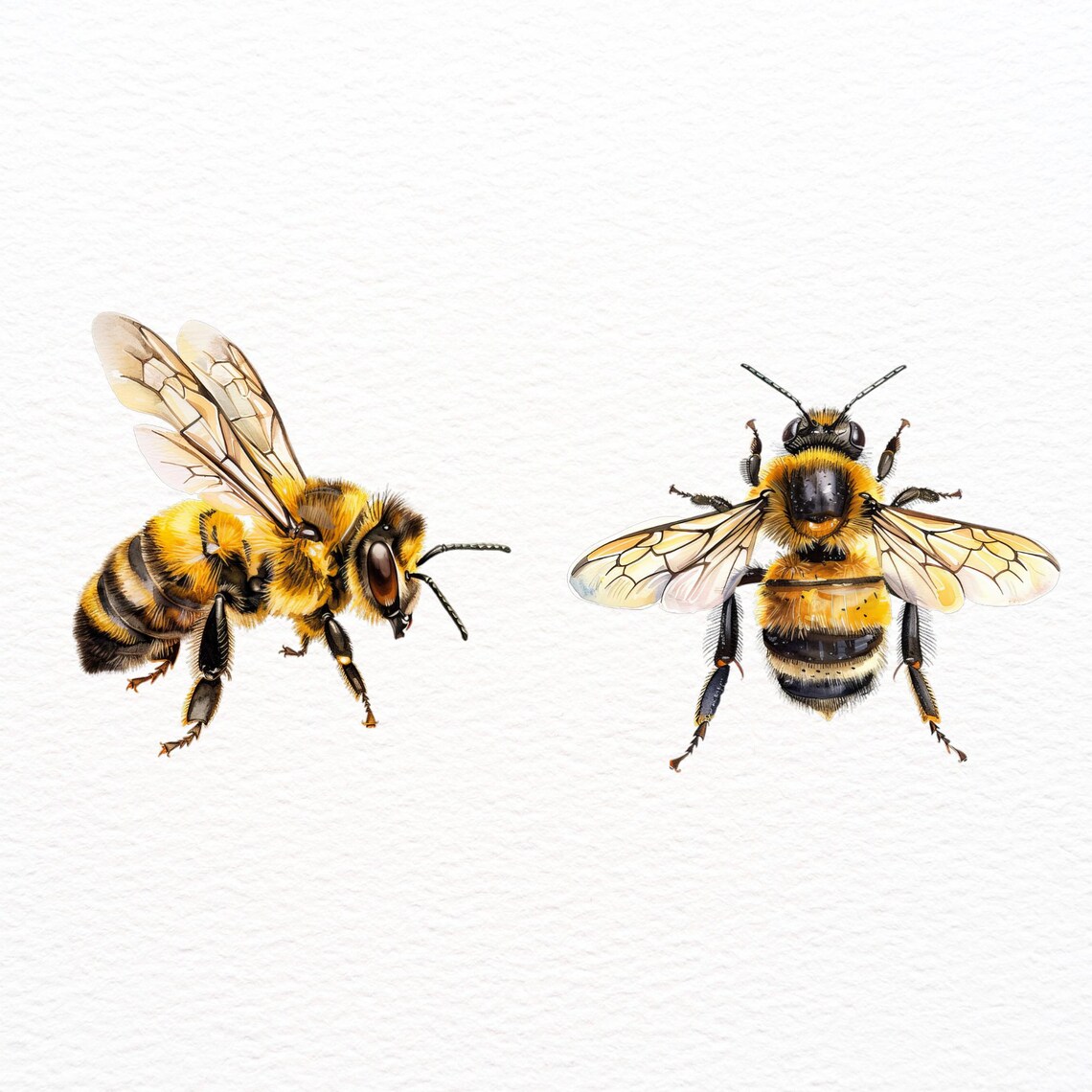 16 Honey Bees Clipart, Bees Clipart , Printable Watercolor Clipart ...