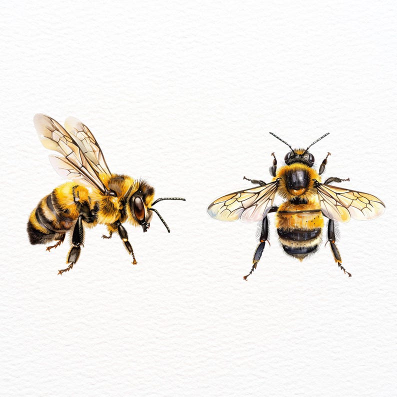 16 Honey Bees Clipart, Bees Clipart , Printable Watercolor Clipart ...