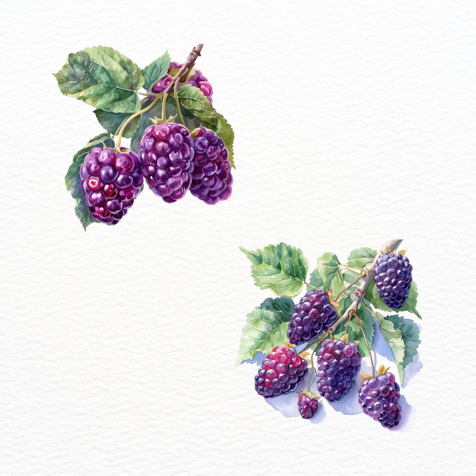 Berries Watercolor Clipart, Berries Clipart, Printable Watercolor ...