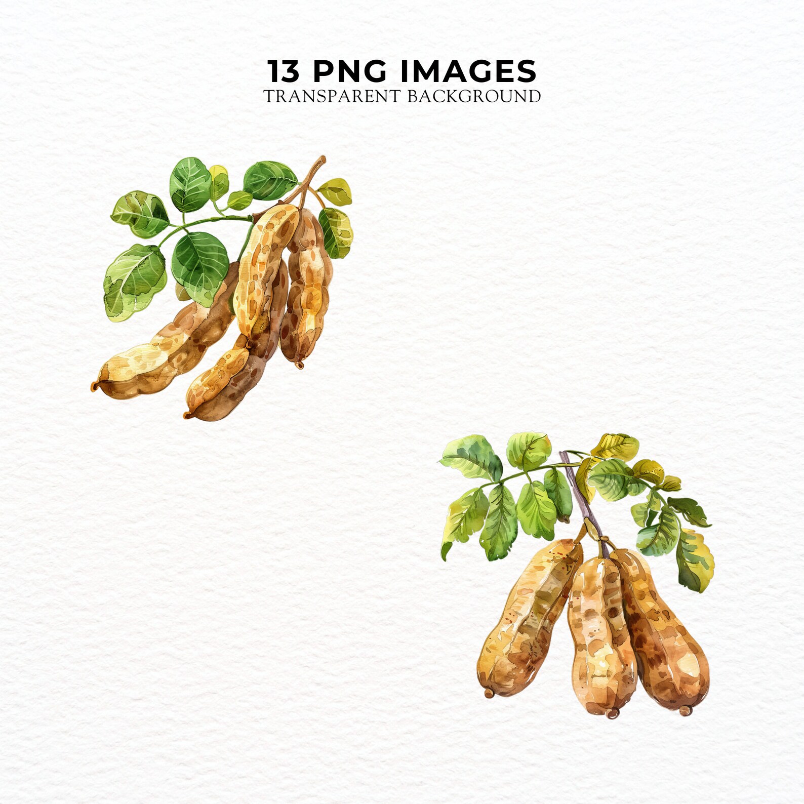 Watercolor Tamarind Clipart, Spicy Food Clipart, Clipart Clipart ...