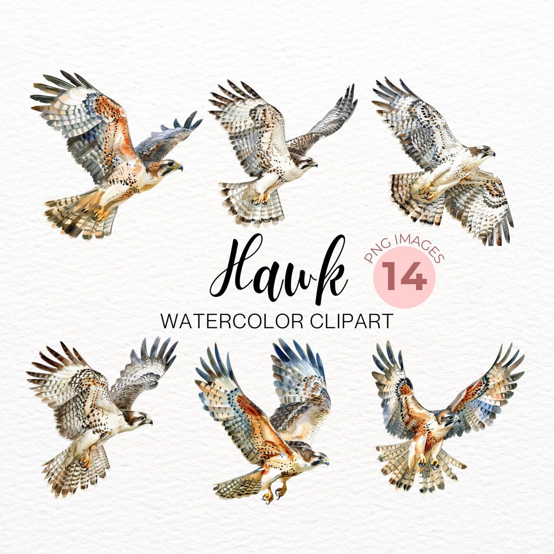 14 Hawk Clipart, Watercolor Hawk, Printable Watercolor Clipart, High ...