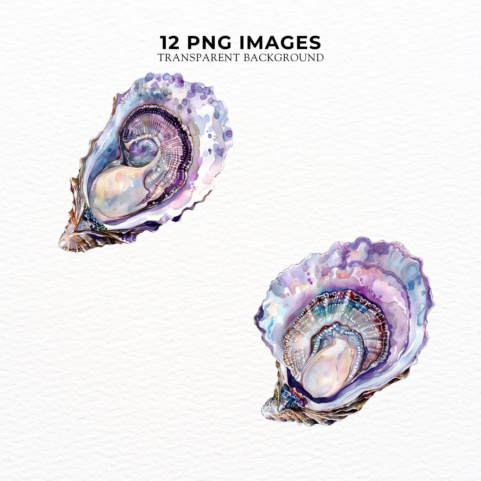 12 Watercolour Pearl Oyster Clipart PNG Ocean Pearl, Printable ...