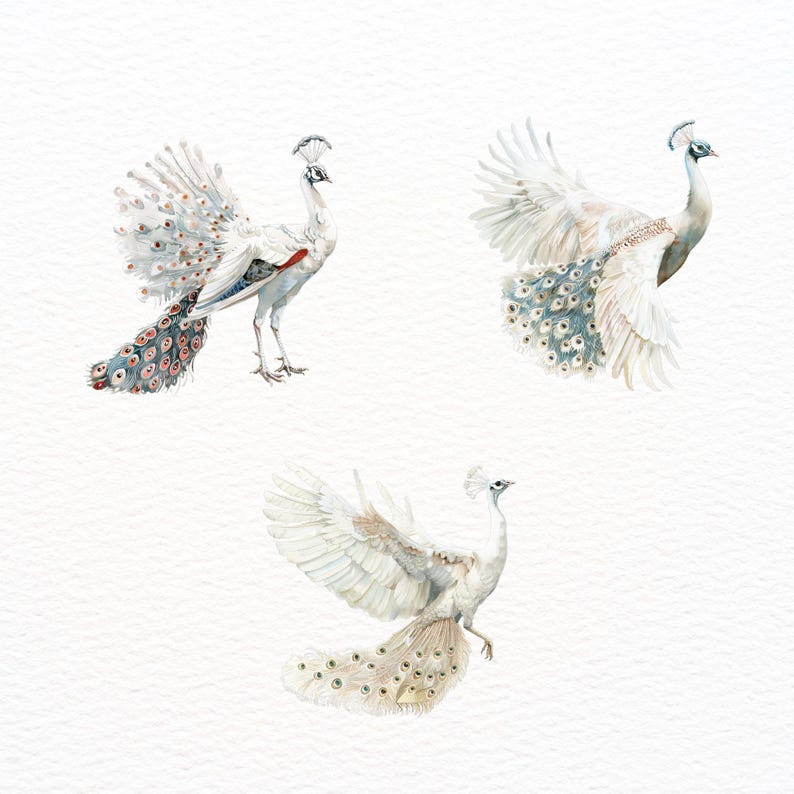 11 Bird Clipart, Peacock Clipart, Peacock Clip Art, Printable ...
