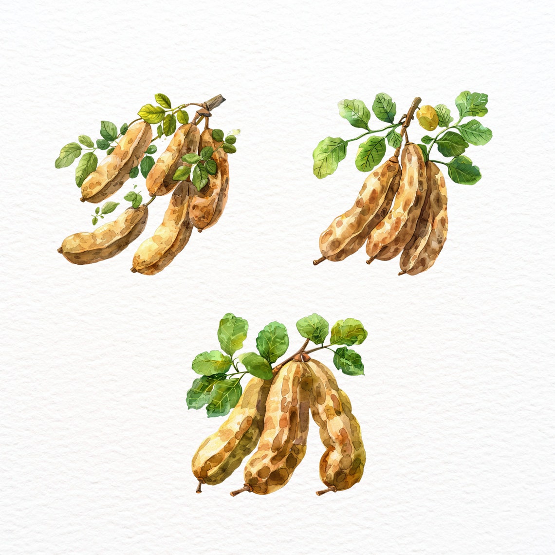 Watercolor Tamarind Clipart, Spicy Food Clipart, Clipart Clipart ...