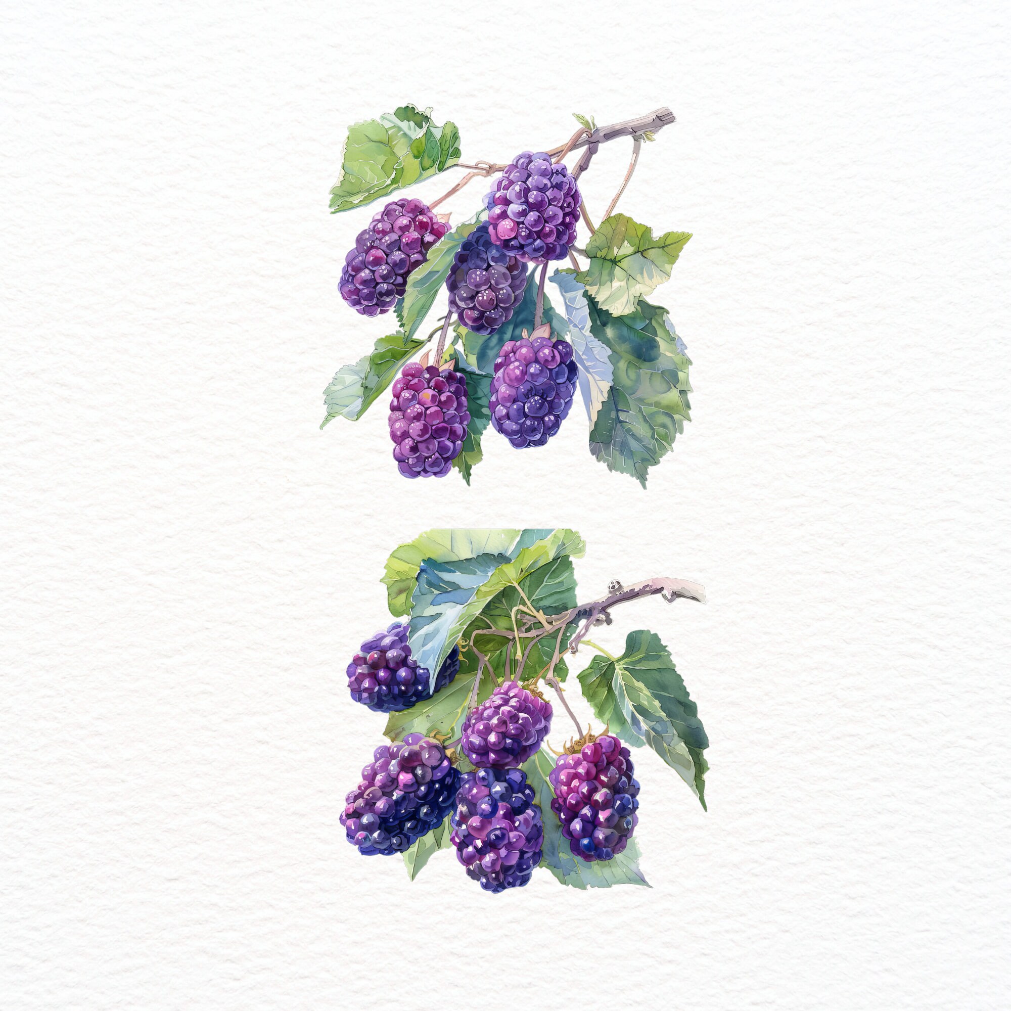 Berries Watercolor Clipart, Berries Clipart, Printable Watercolor ...