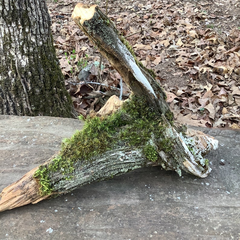 Set of 3 Sm, Med & LG Mossy Tree Logs Established Moss and Lichen on a ...
