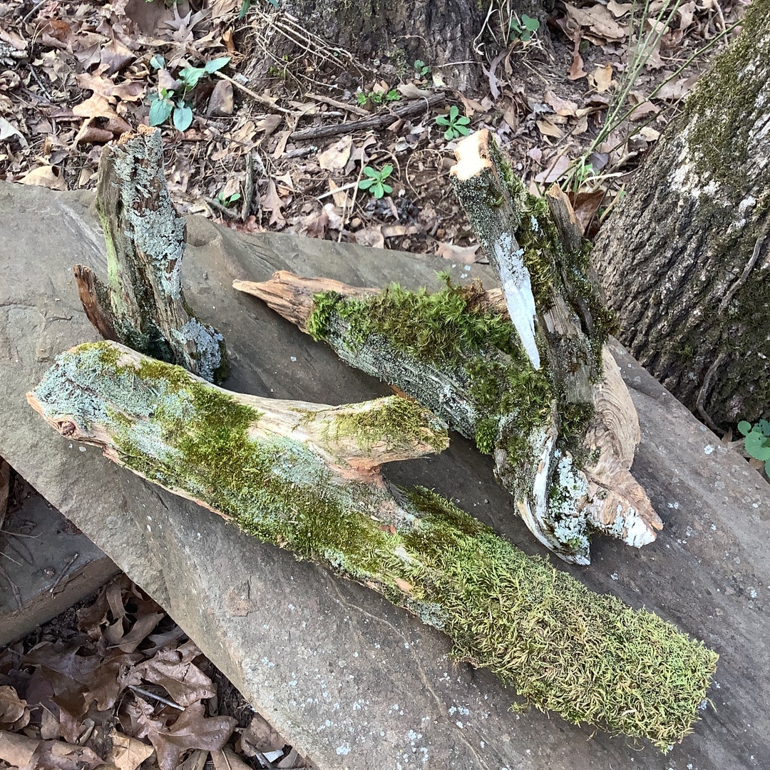 Set of 3 Sm, Med & LG Mossy Tree Logs Established Moss and Lichen on a ...